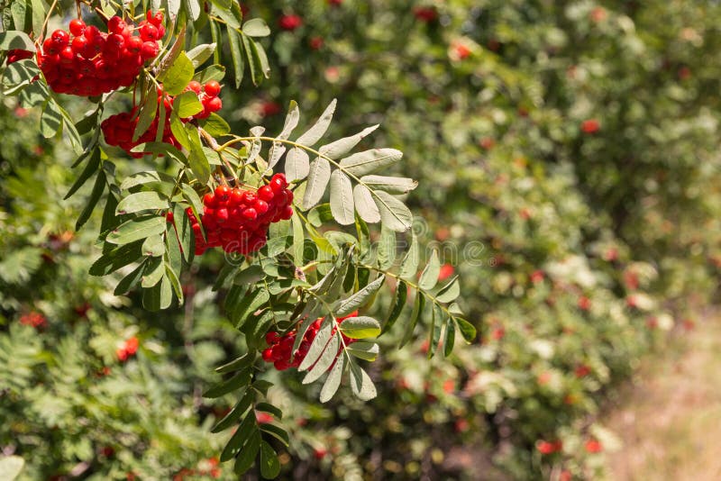 Rowan Tree with Ripe Orange Rowanberry Fruit Stock Photo - Image of ...