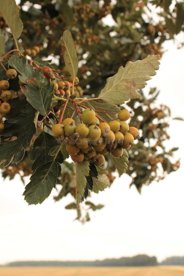 Closeup of Rowanberry Fruit Stock Image - Image of summer, nature ...