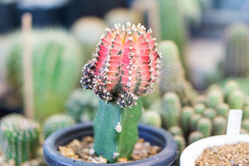 Closeup Ruby Ball or Grafted Cactus in Greenhouse Plant, Selective ...
