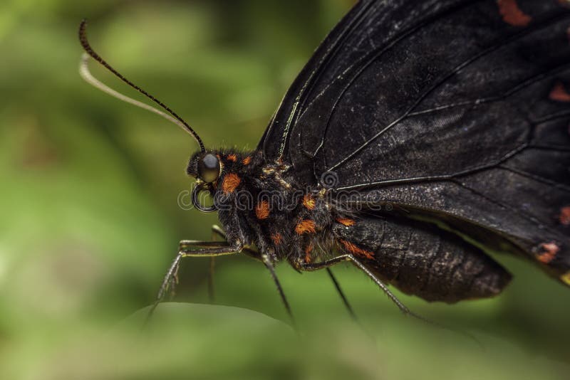 Ruby Spotted Swallowtail Butterfly, Insects, Natural, Nature. Stock ...