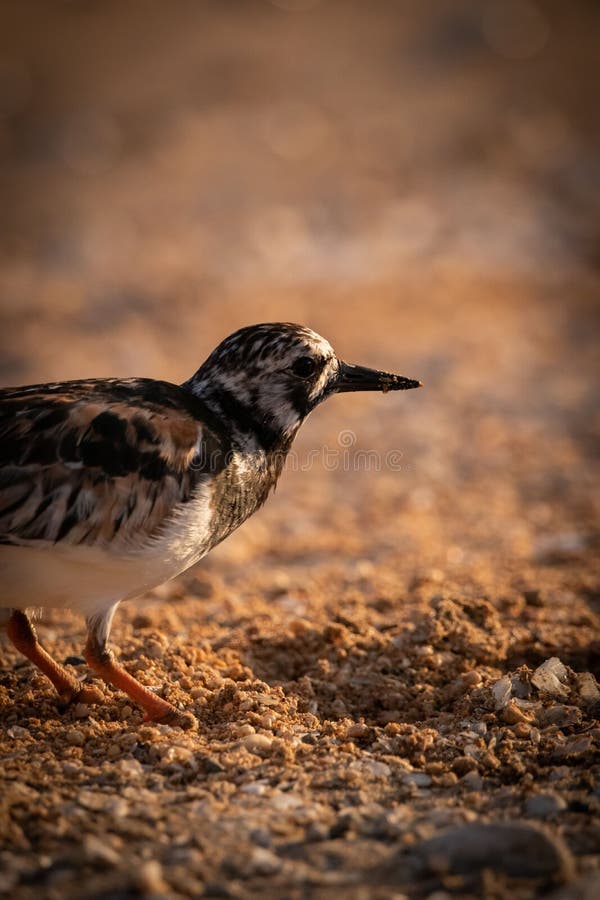 Closeup of a Ruddy Turnstone Bird Standing on Beach Sand. Stock Photo ...