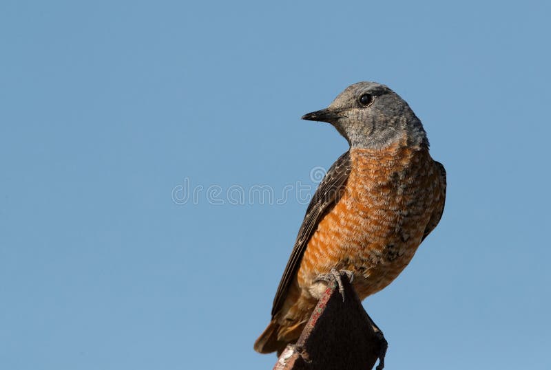 Closeup of Rufous-tailed Rock Thrush Stock Image - Image of beak ...