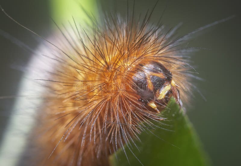 Closeup with the Rust-colored Fuzzy Caterpillar Moth Stock Image ...