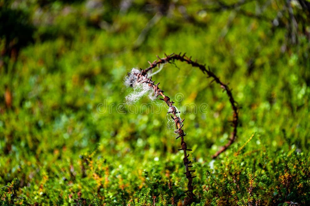 Closeup of a Rustic Barb Wire on a Green Covered Solid Ground Stock ...
