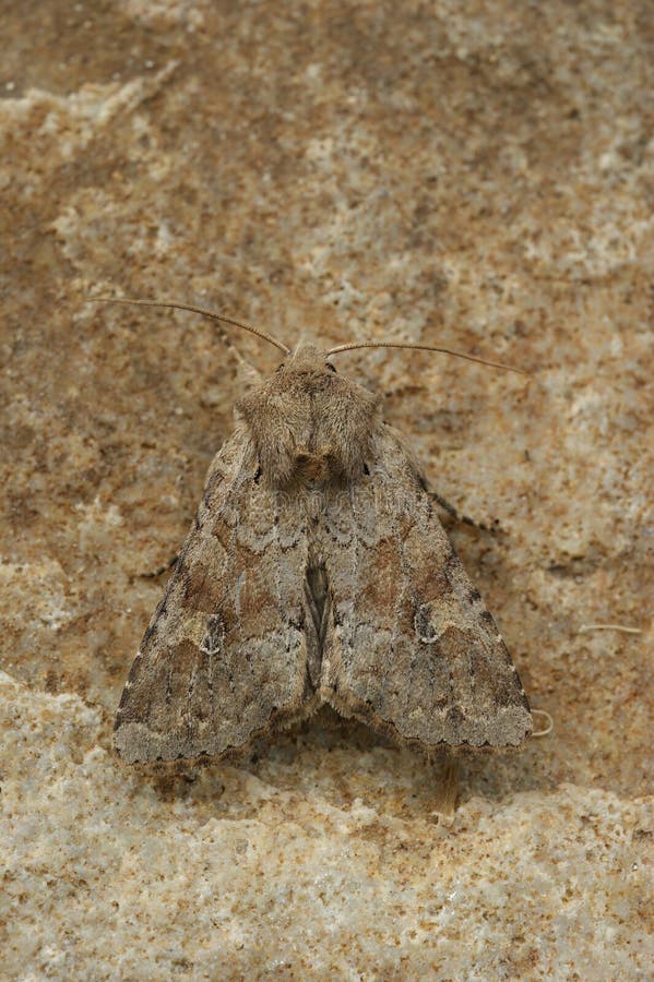 Closeup on a Rustic Shoulder-knot or Bordered Apamea Sordens Owlet Moth ...