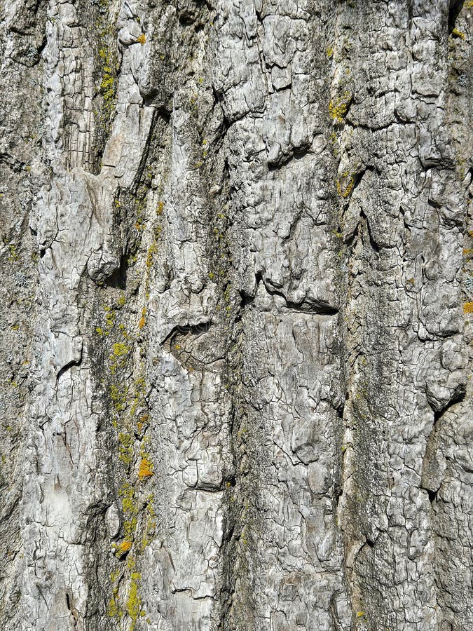 Lichon Plantas Stock Photos - Free & Royalty-Free Stock Photos from ...