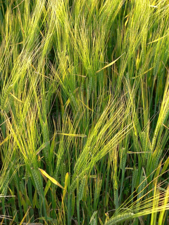 Closeup Rye Field stock photo. Image of foundation, agriculture - 3531816