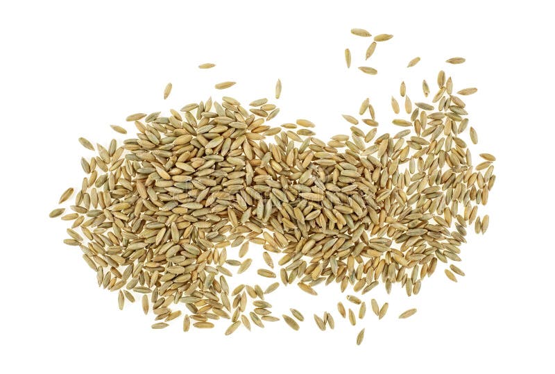 Closeup of Rye Grain Isolated on White Background Stock Photo - Image ...