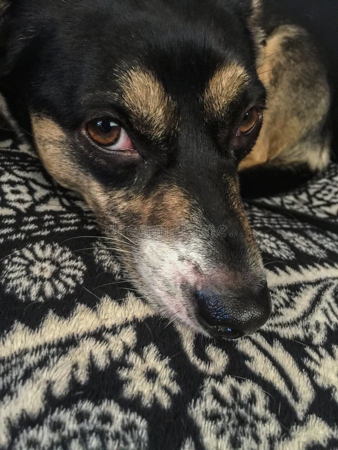 Closeup Sad Face of Small Dog Stock Image - Image of obedience, black ...