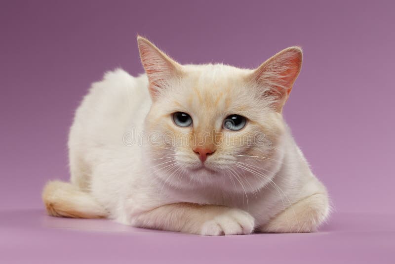 Closeup Sadly Ginger Cat with Blue Eyes on Purple Stock Image - Image ...