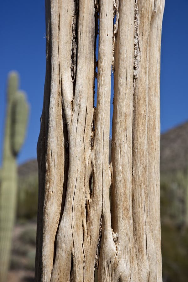 Closeup of Saguaro Cactus Skeleton Stock Image - Image of sonoran ...