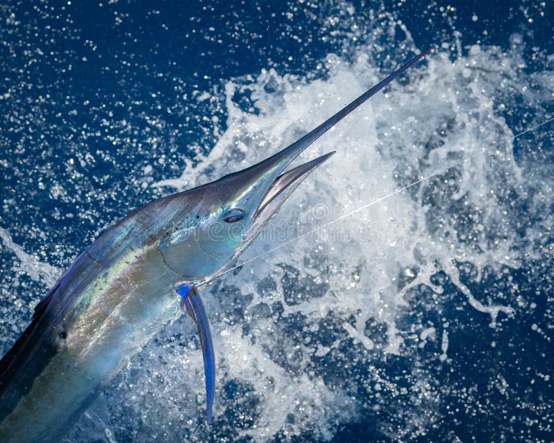 Closeup of a Sailfish in the Water Stock Image - Image of glimmering ...