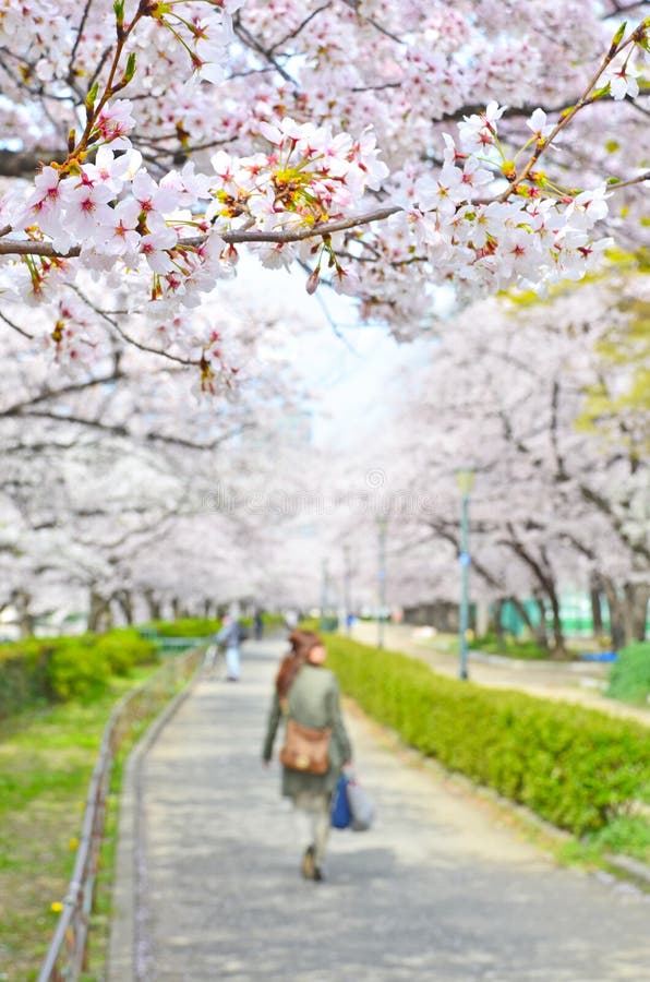 Sakura in the Garden stock image. Image of season, beautiful - 43557615
