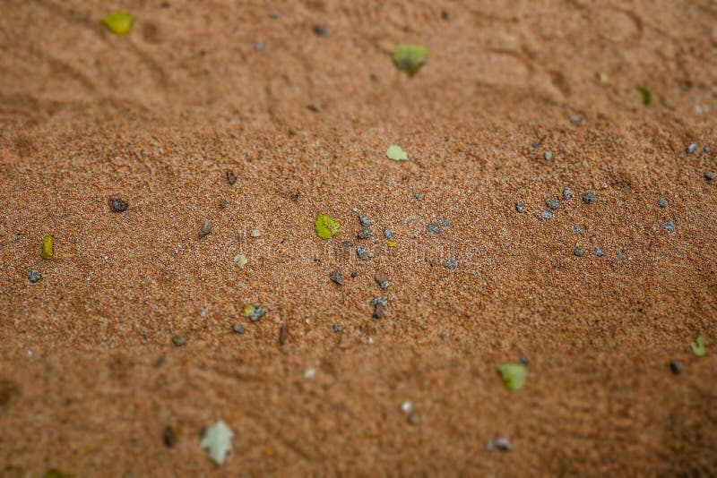 Closeup of Sand, Leaves and Rocks Stock Image - Image of nature, ground ...