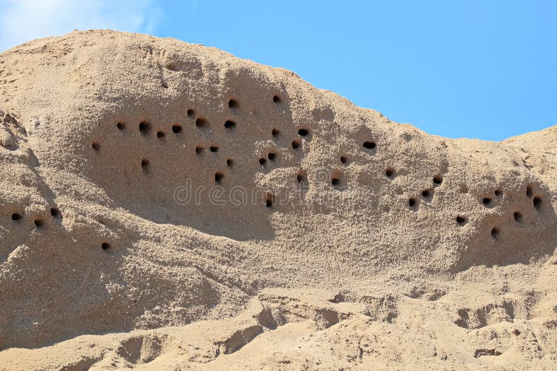 Closeup of Sand Martin Nests in a Hillside Stock Photo - Image of ...
