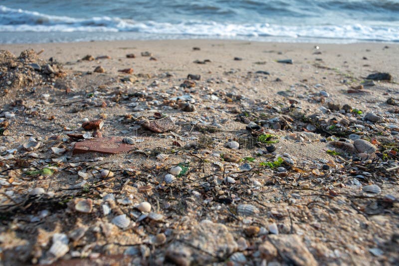 Closeup of Sand with Shells on the Sea Beach. Green Algae Stock Image ...