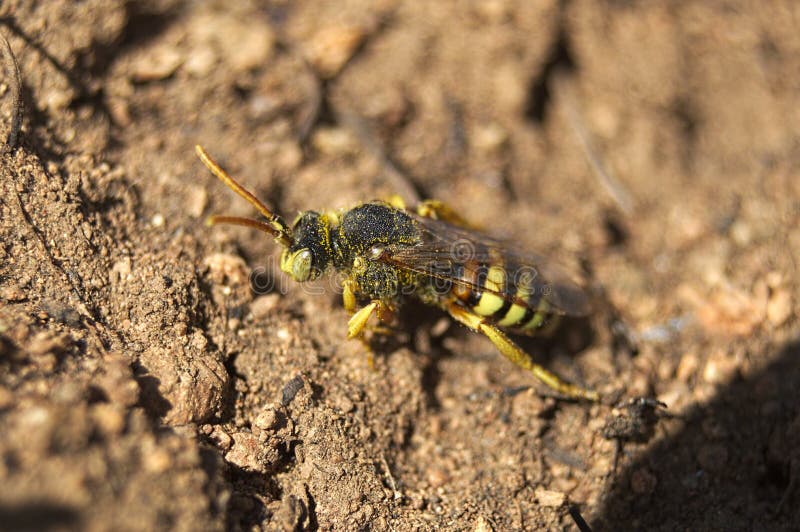 Sand spit on the ground stock photo. Image of spit, collecting - 116601824