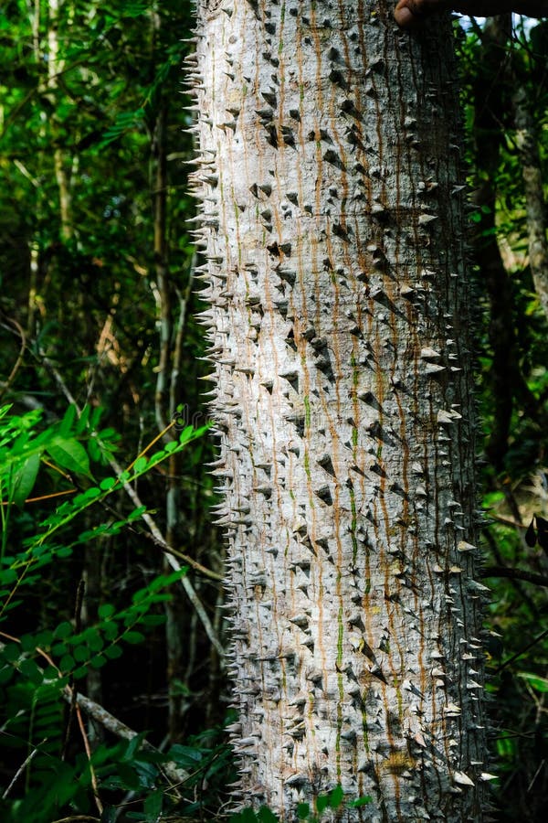 Sandbox tree stock photo. Image of plant, pricker, burr - 29352324
