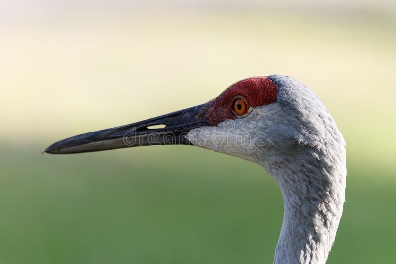 Closeup of a Sandhill Crane Head Stock Image - Image of mark, head ...