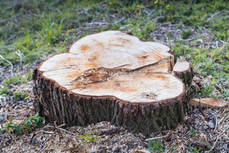 Closeup of a sawed tree stock image. Image of fresh, background - 39137117