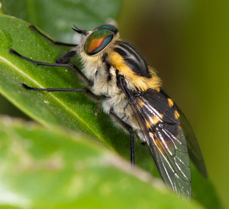 Scaptia Beyonceae Stock Photos - Free & Royalty-Free Stock Photos from ...