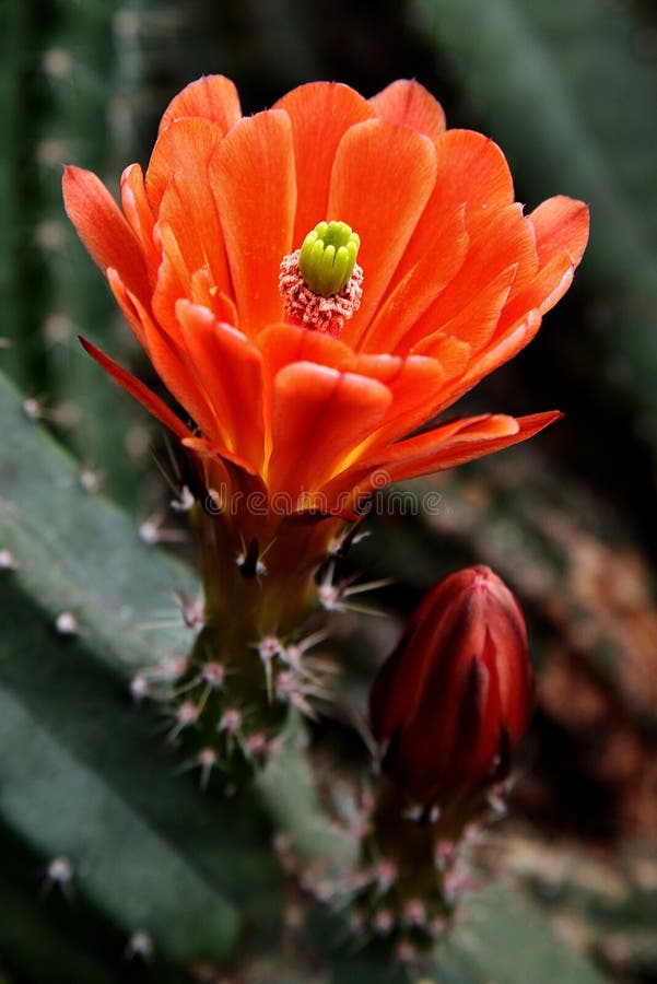 Scarlet Hedgehog Cactus Blooming Stock Photo - Image of flora, scarlet ...