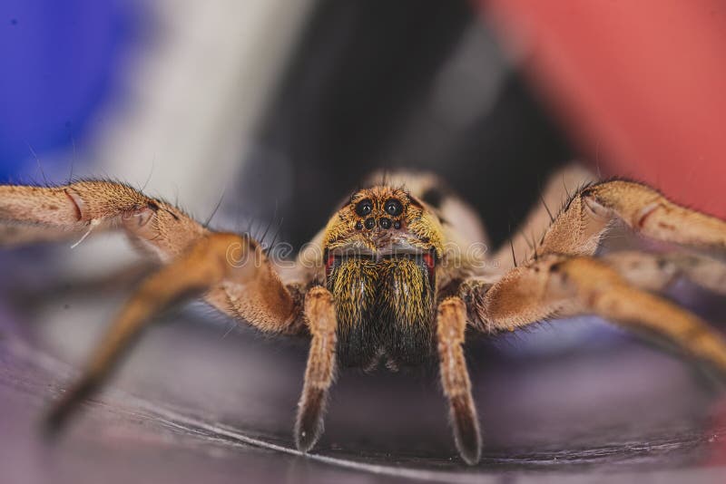 Closeup of a Scary Hogna Radiata Wolf Spider with Many Legs Stock Photo ...