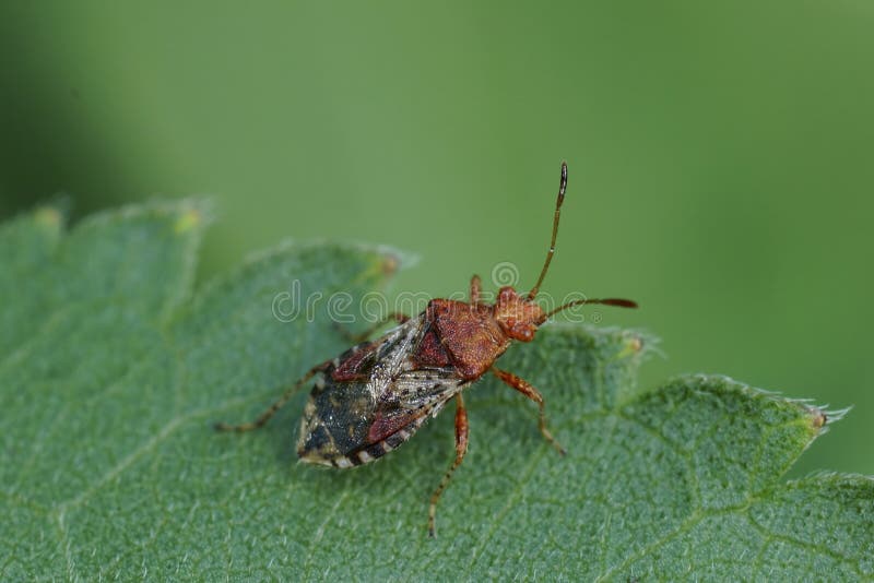 Closeup on a Scentless Plant Bug , Rhopalus Subrufus Sitting on a Green ...