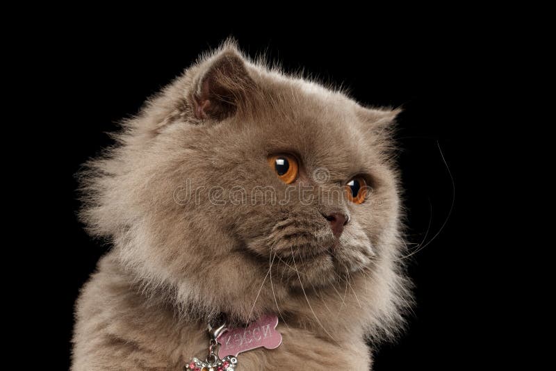 Closeup Scottish Cat Looking at Right on Black Stock Photo - Image of ...