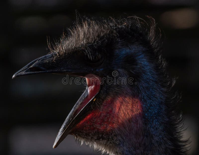 Closeup of a Screeching Emu with an Open Beak on a Blurred Dark ...
