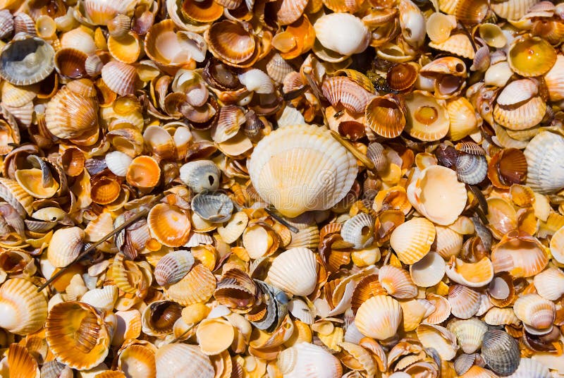 Sea Beach Covered by Empty Marine Shell Stock Photo - Image of natural ...