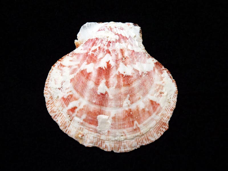 Sea Shell with Black Textured Background Wallpaper, Stock Image - Image ...