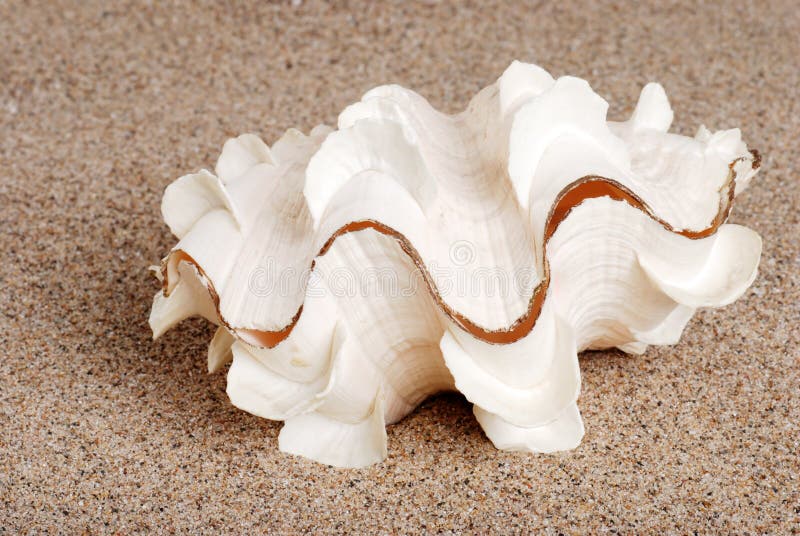 Closeup Sea Shell in the Sand Stock Photo - Image of travel, sand: 12055320