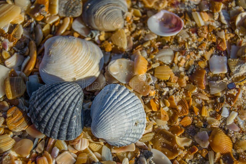 Closeup Sea Shells on Beach with Broken Shells, Pieces and Sand Summer ...