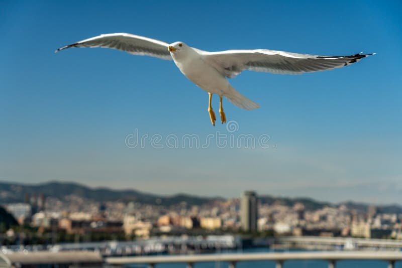 Closeup of a Seagull at Barcelona Waterfront Stock Photo - Image of ...