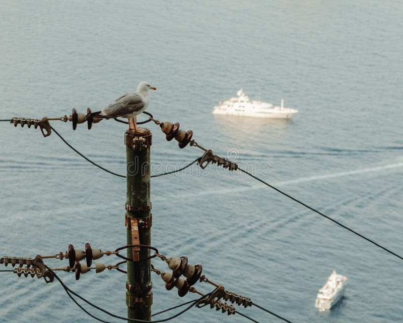 Closeup of a Seagull Perched on an Old Fashioned Electric Pylon ...