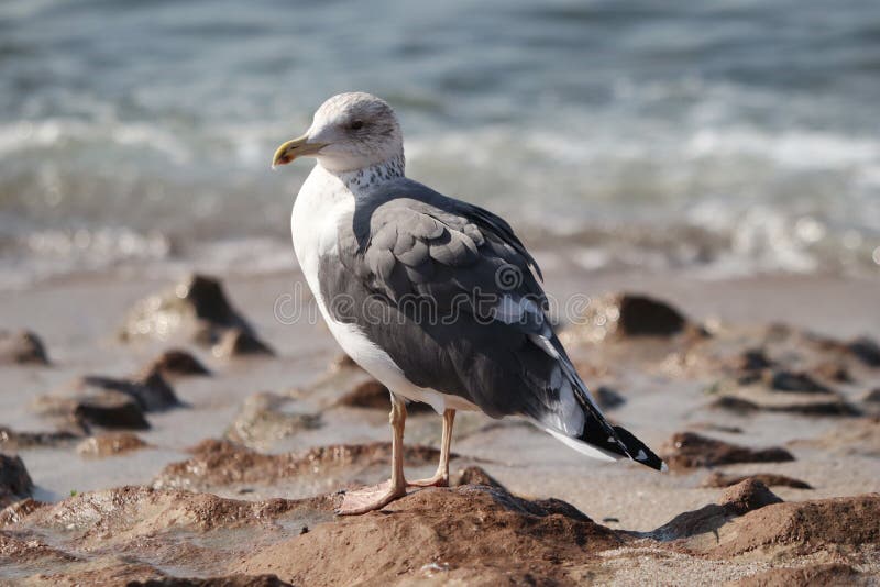 Closeup of Seagull Perching on the Beach Sand Stock Image - Image of ...