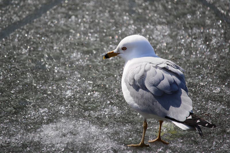 Closeup of a Seagull Standing on Ice Stock Photo - Image of gull, grey ...