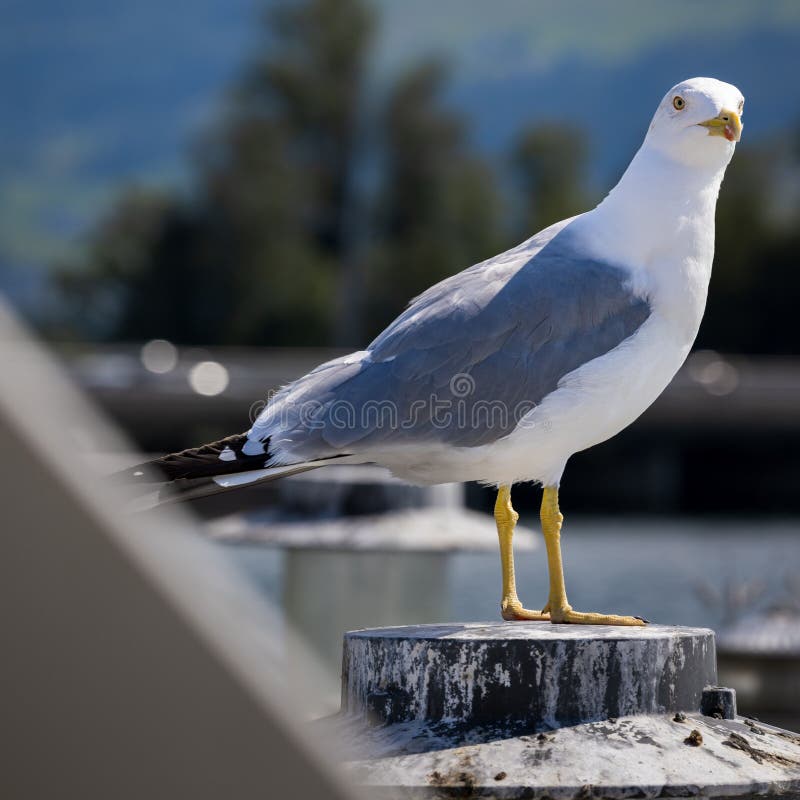 Closeup of a Seagull Standing on a Part of a Ship. Stock Image - Image ...