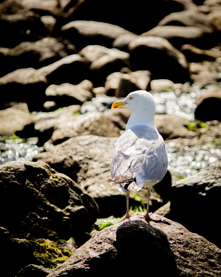 Closeup of a Seagull Standing on Rocks Near the Coast Stock Photo ...