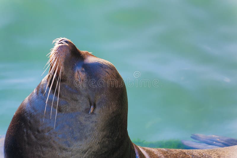 Closeup of Seal Basking in Sun Stock Image - Image of sunlight, seal ...