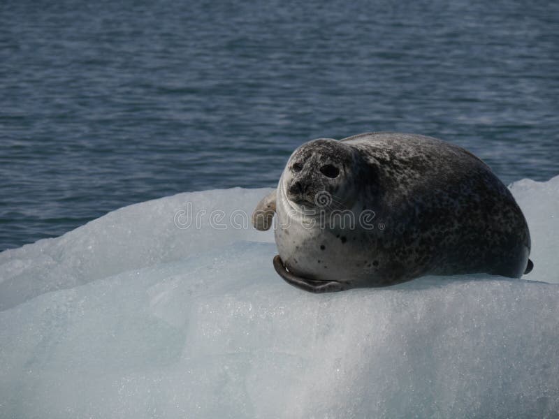 Closeup of a Seal Lying on Ice by the Sea Stock Image - Image of chill ...