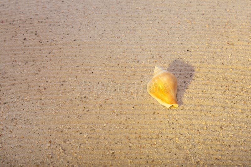 Closeup of a seashell stock image. Image of life, landscape - 26927317