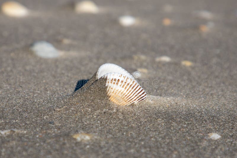 Closeup of a Seashell Captured on Sand with a Smooth Texture Stock ...