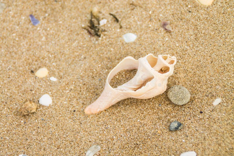 Close up of Seashell stock photo. Image of reflection - 43349668