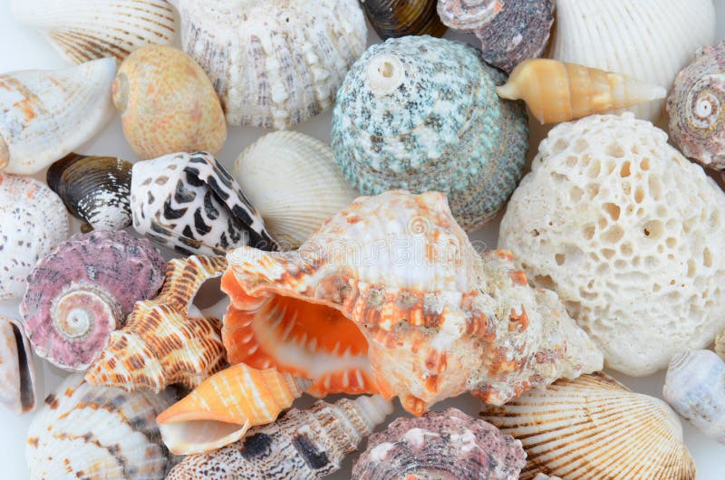 Closeup of Seashells stock photo. Image of shells, marinelife - 24582524