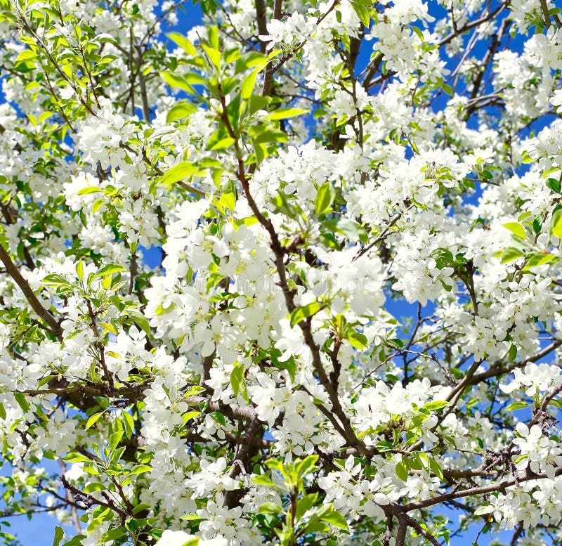 Springtime Fruit Tree Blossoms in Alberta Canada Stock Photo - Image of ...