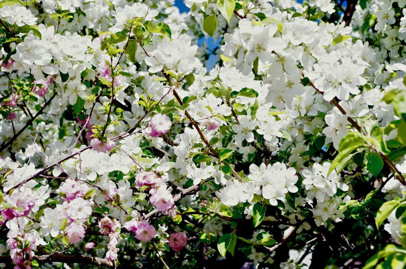 Springtime Fruit Tree Blossoms in Alberta Canada Stock Photo - Image of ...