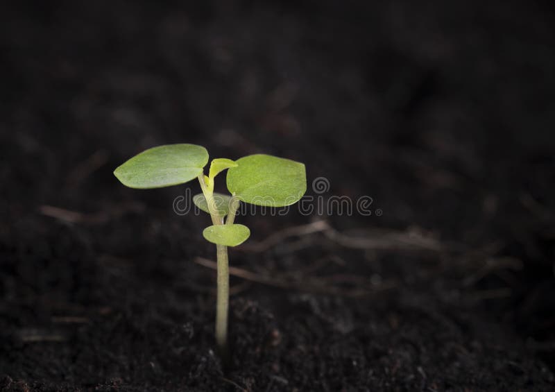 Closeup Seeding Plant Seed Growing. Stock Photo - Image of economy ...