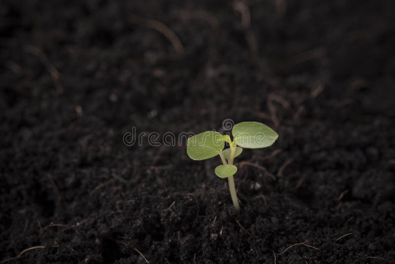 Closeup Seeding Plant Seed Growing. Stock Photo - Image of development ...